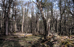 paisajes del sur: Flora y fauna de la provincia