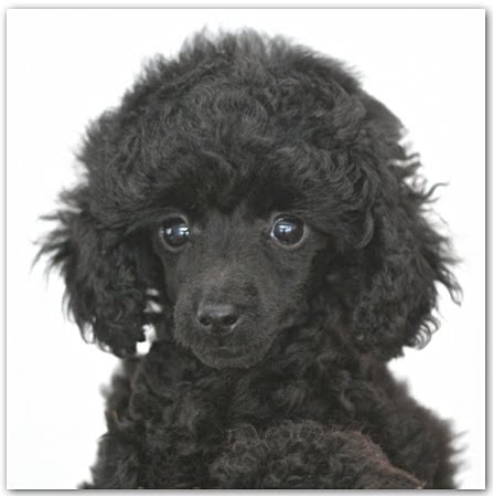 Pudlar & Pelargoner: Pudelvalpar