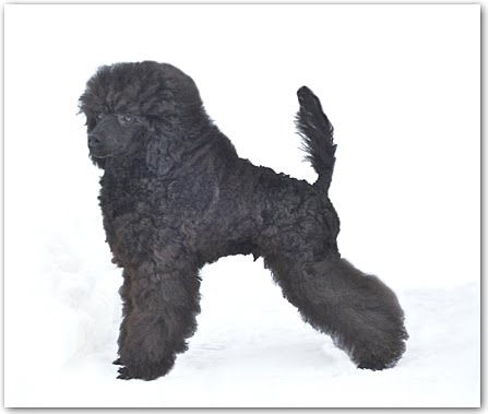 Pudlar & Pelargoner: Pudelvalpar