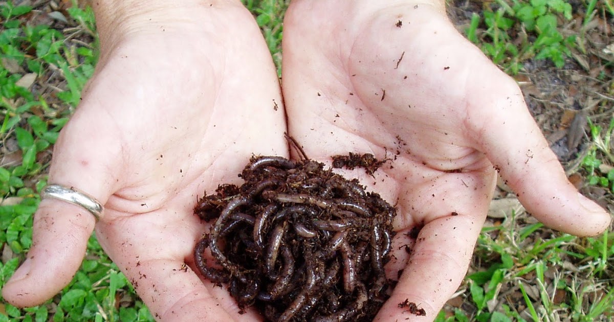 Red worms Florida: Buying Earthworms Tampa . UPDATED 7 / 24 / 2024
