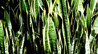 Traditional indian medicine.அகஸ்தியர் சித்த வைத்திய நிலையம்: snake ...