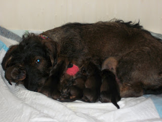 Aventuras a cuatro patas: ¿Por qué los perros se quedan unidos después ...