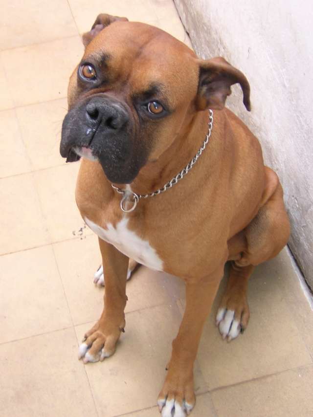 Aventuras a cuatro patas: El gran Boxer