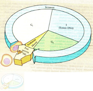 The Life: rangkuman siklus sel