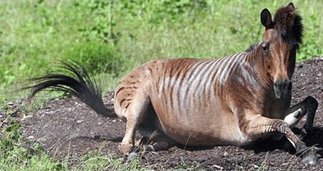 Rare and Astonishingly Adorable Zedonk Pippi