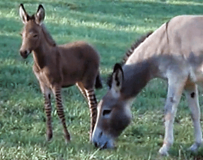 Rare and Astonishingly Adorable Zedonk Pippi
