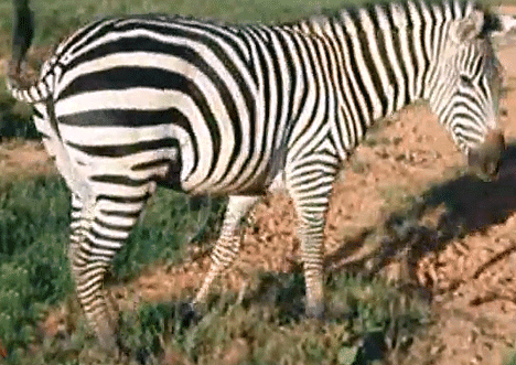 Rare and Astonishingly Adorable Zedonk Pippi