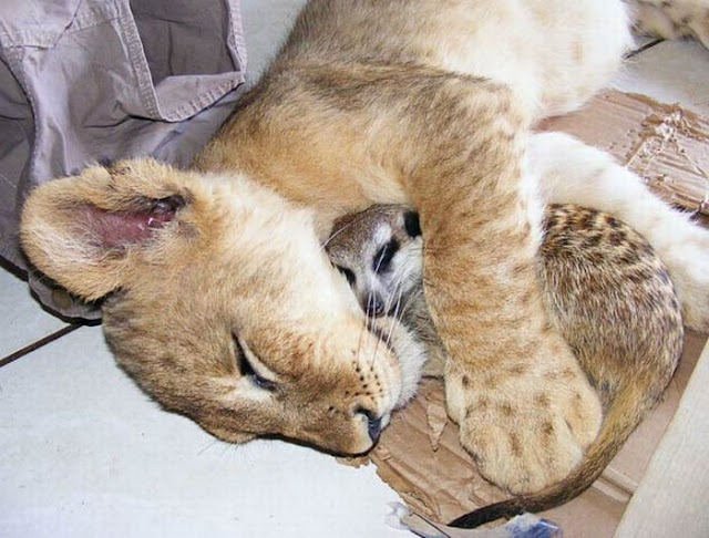 Simba and Timon in the Real Life (7 pics)