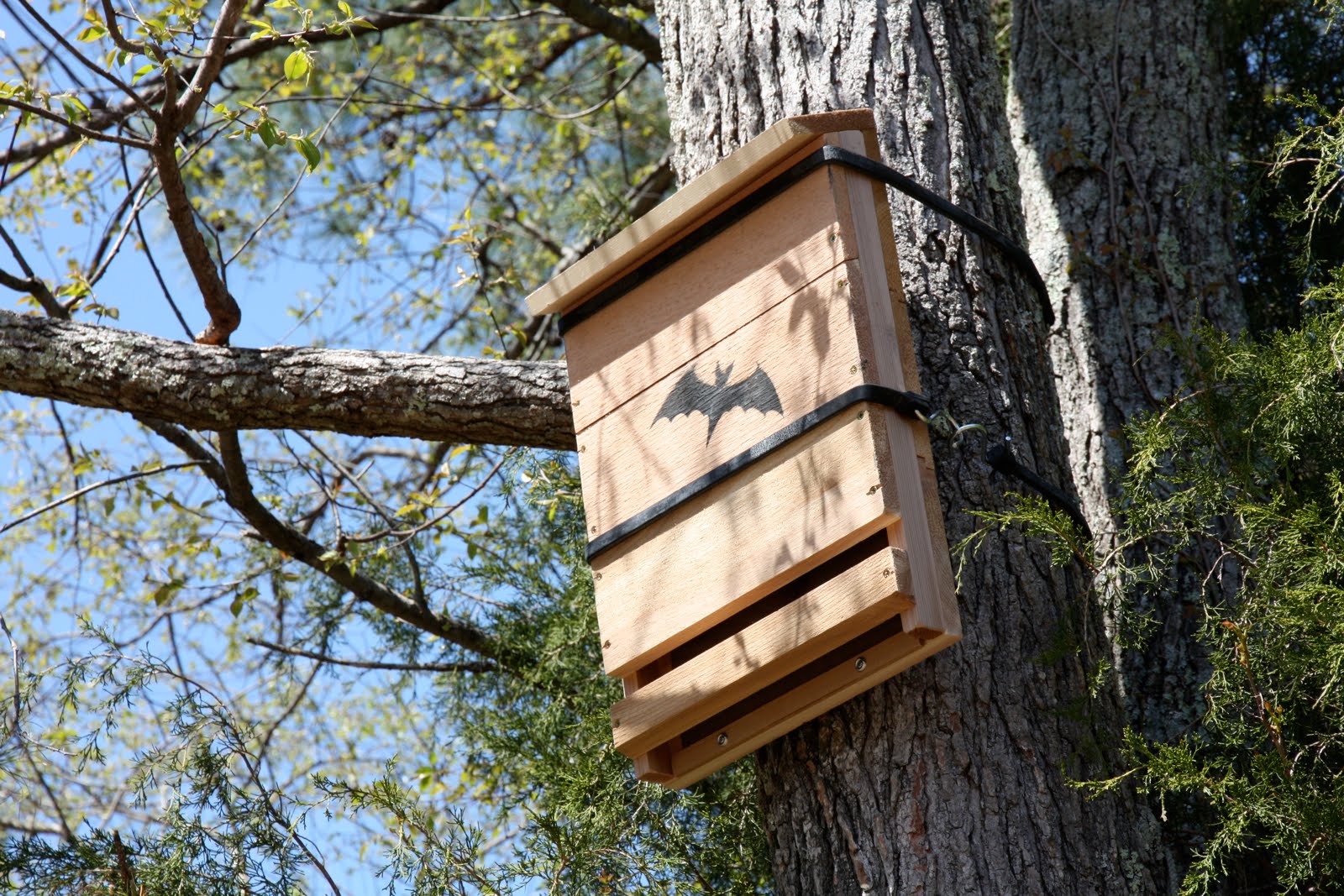 Jason's Photos: Bat Box