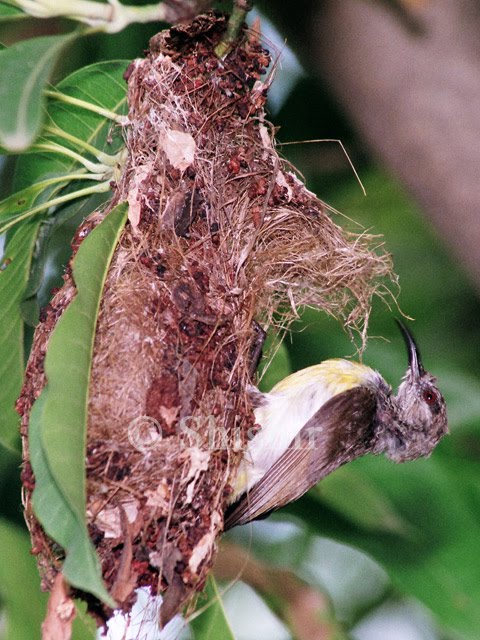 Born to be Free: Sunbird, The Nesting