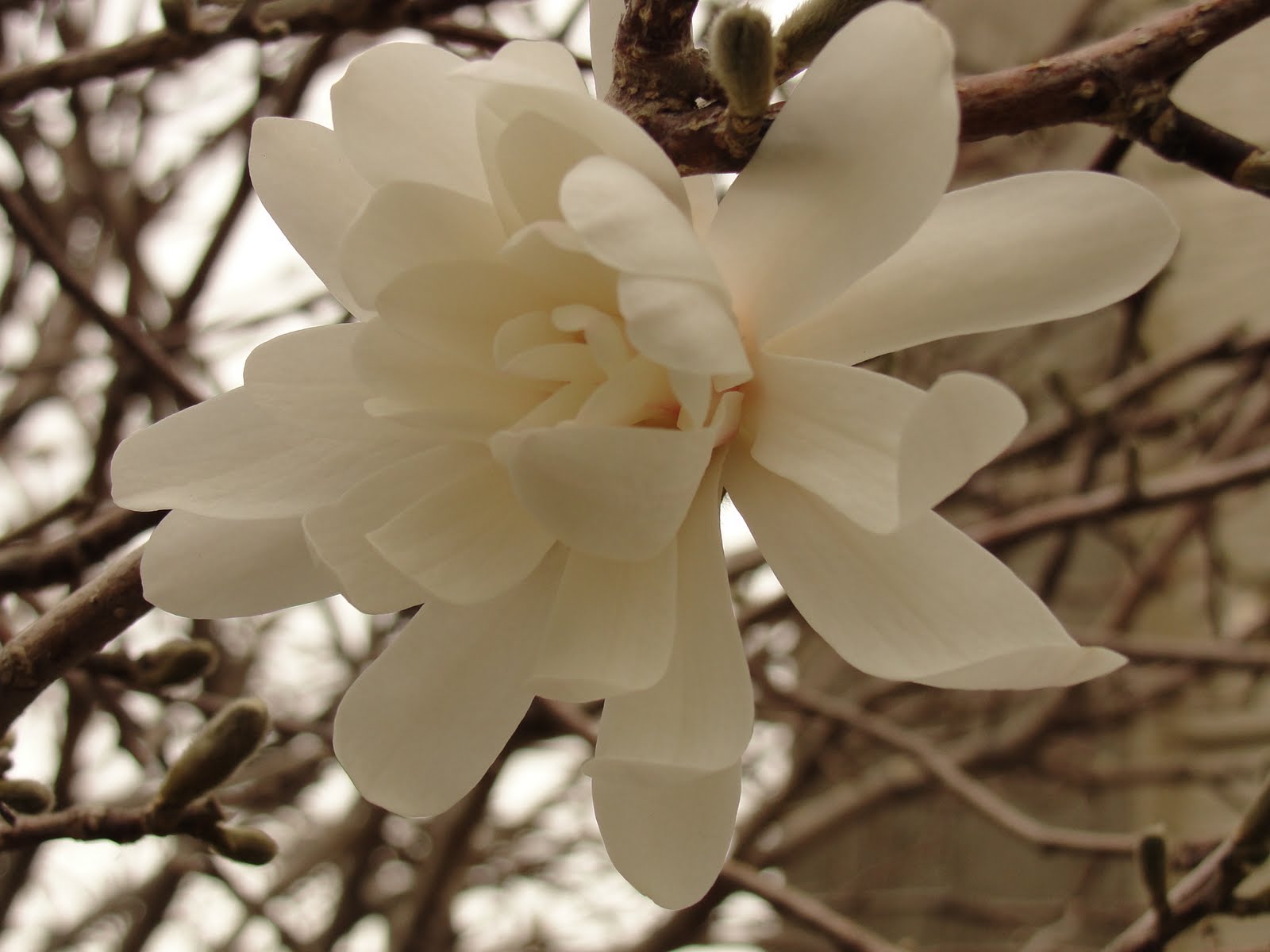 Enjoying Life Miniature Magnolia Tree