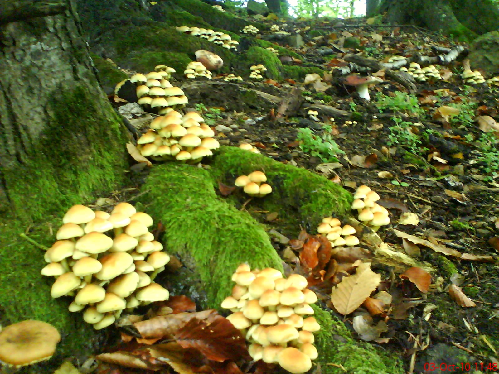 La ciuperci: Padurea e plina de ciuperci!