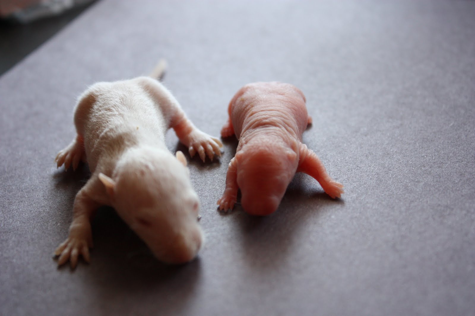 Uncommon Sense: Here are rat, there 8 rats, soon more rats