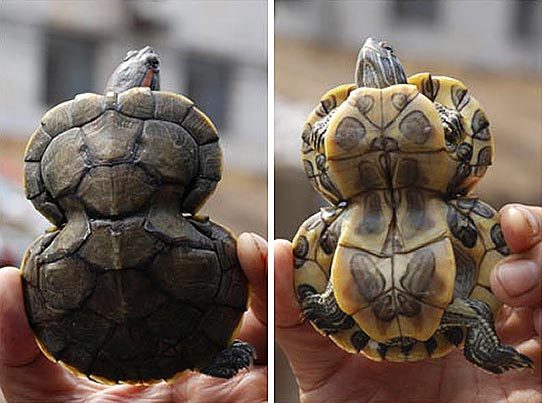 Temas diversos: Mutaciones animales