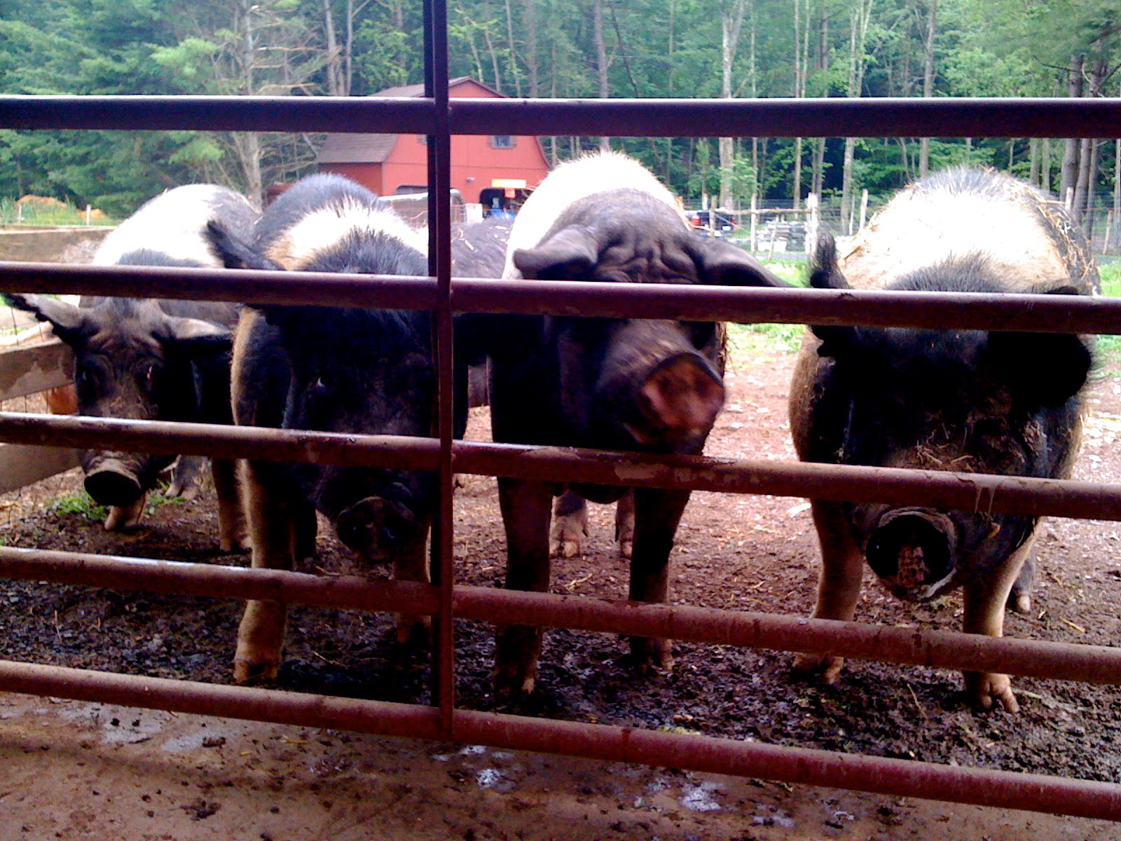 Farmed Animals (or, Tales of a Volunteer Barn-Cleaner): The Art and ...
