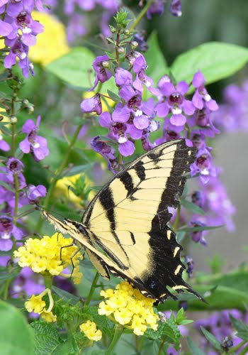 wanderlust ATLANTA: Atlanta Botanical Garden: Oasis in the City