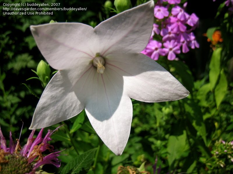 ∞ red dReam ∞: KIKYO (Chinese Bellflower)