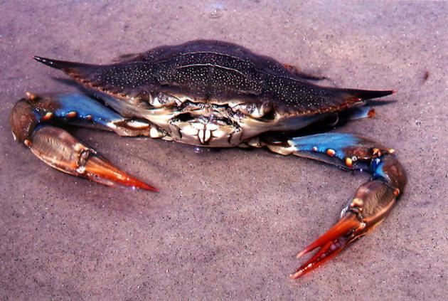 National Geographics: blue crab pictures
