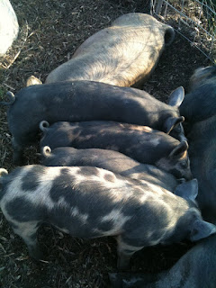 meat: Pig sizes & tips on buying piglets