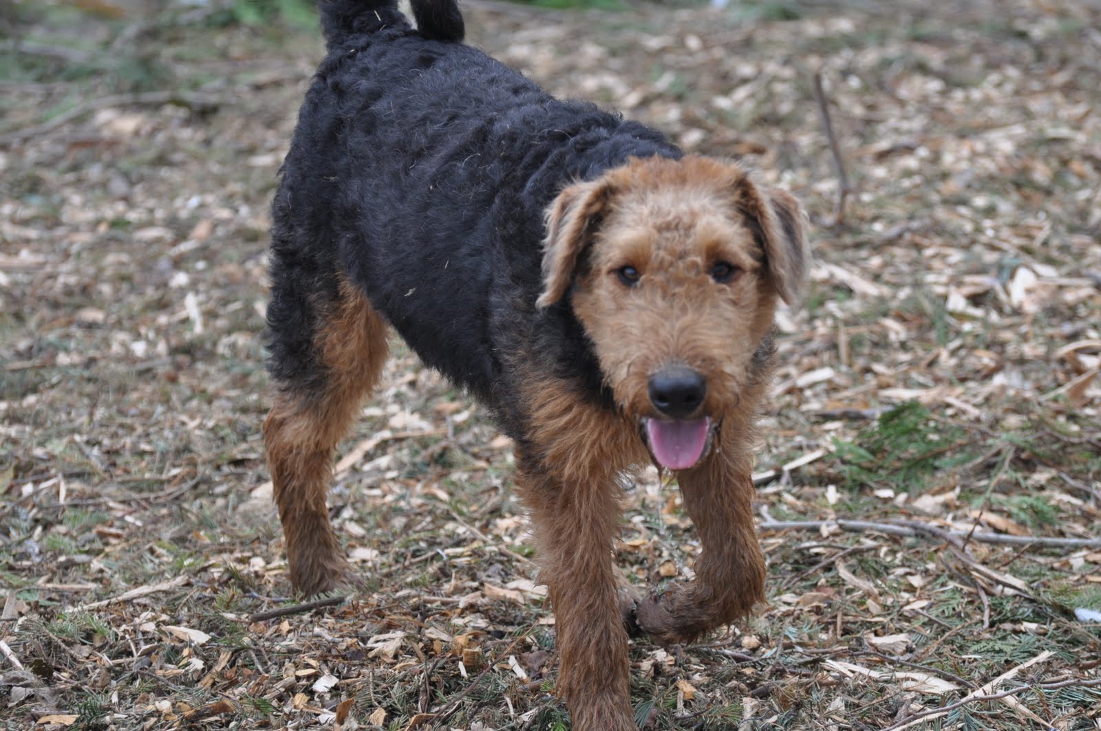 Border Collie Airedale Terrier Mix
