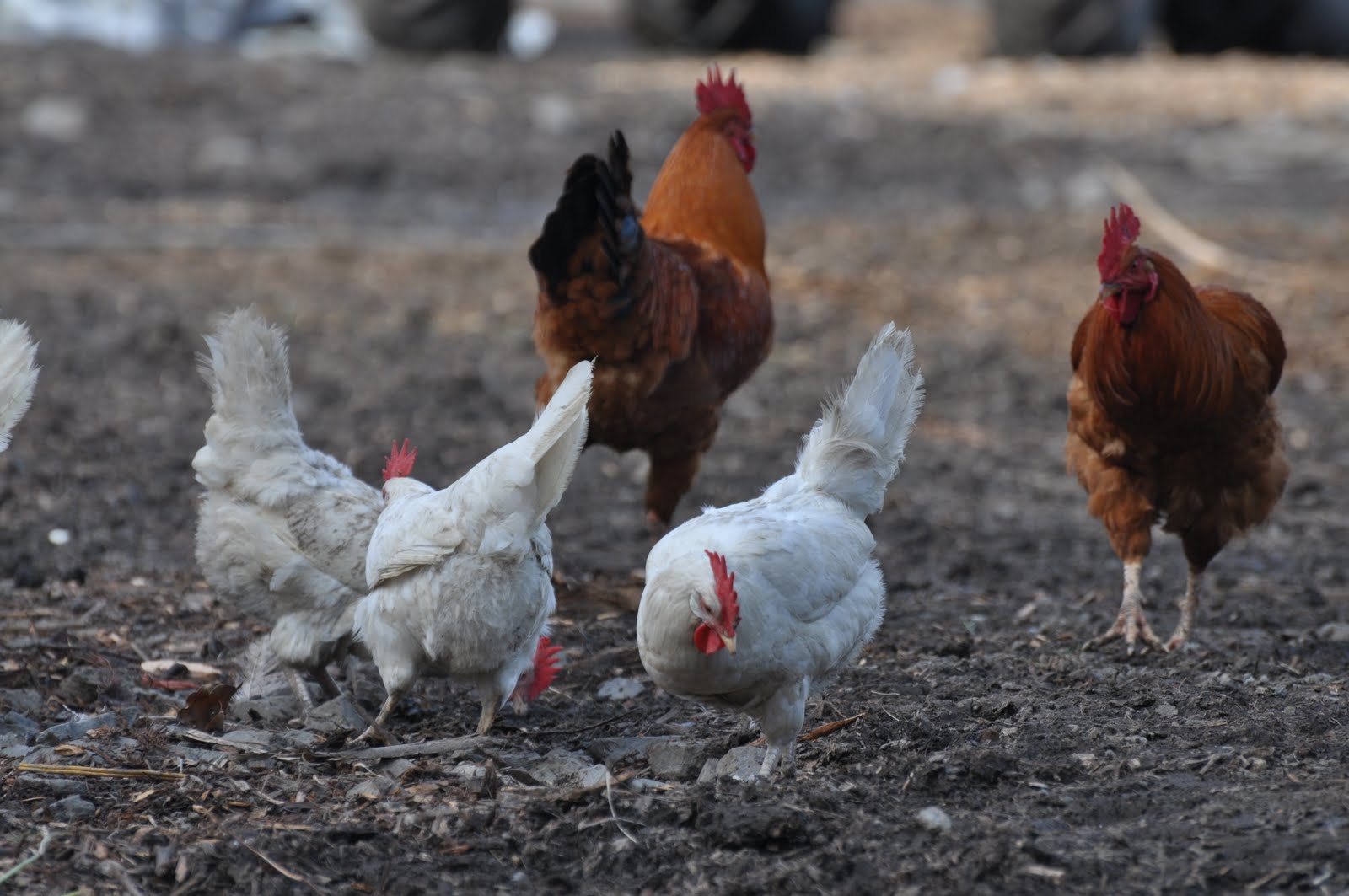 meat: chickens are a luxury... but not in africa