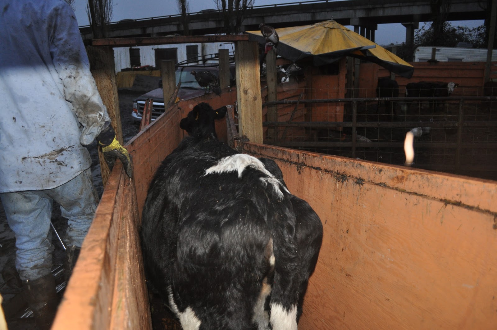 meat: First test of the corral and loading chute with the cows