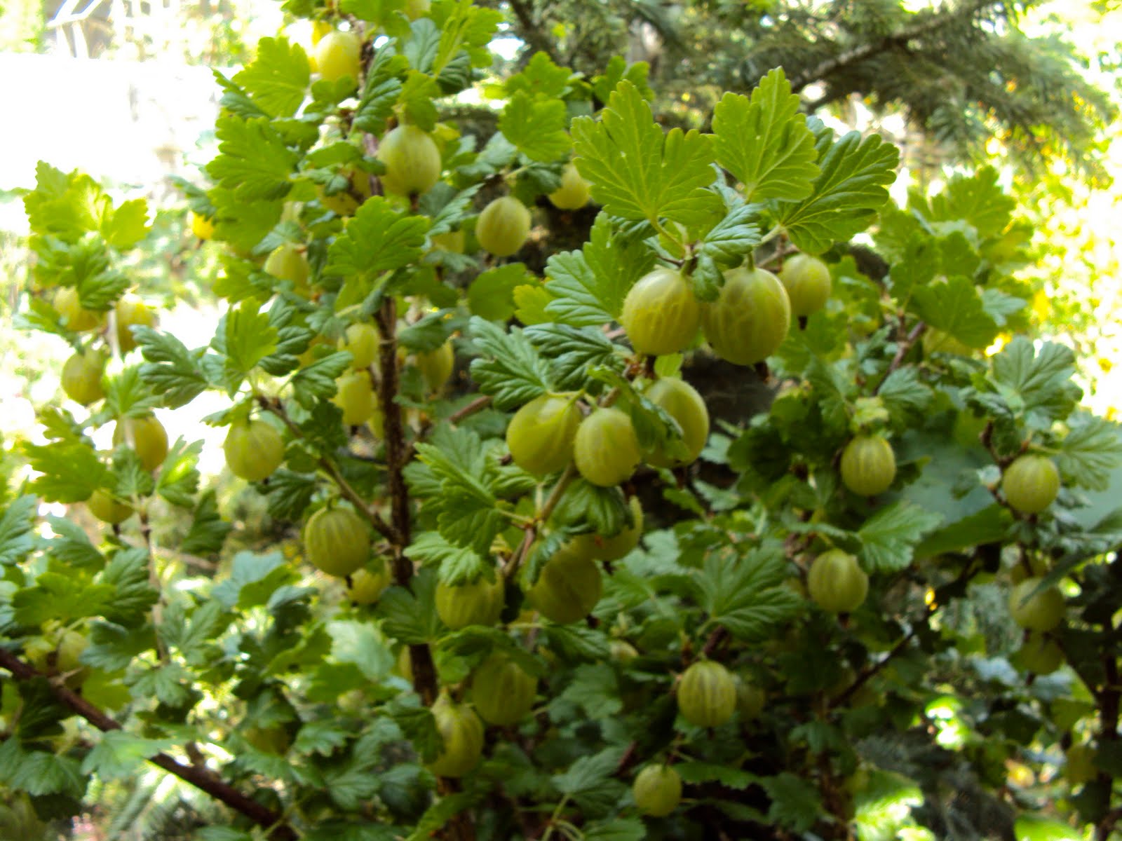 cooking up a storm in a teacup: Under The Gooseberry Bush