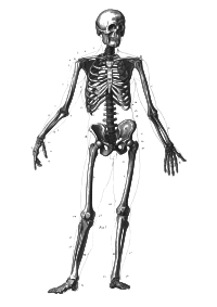 human cycology