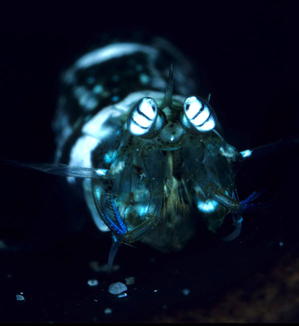 Rainbow Science: see you in the quad stomatopod!