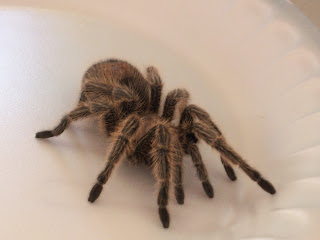 new mexico dragonfly ~ ~ ~ ~ ~ ~ ~: New Pet ~ Tara Tula the Tarantula