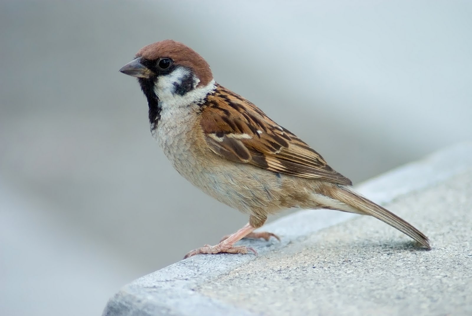 Welcome: Eurasian Tree Sparrow ~ Males build Hanging Nest to attract female