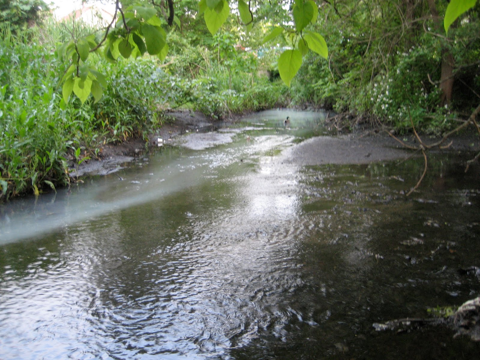 Susan Rosen Pics: Pollution in Tenafly, New Jersey: Tenakill Brook, May ...
