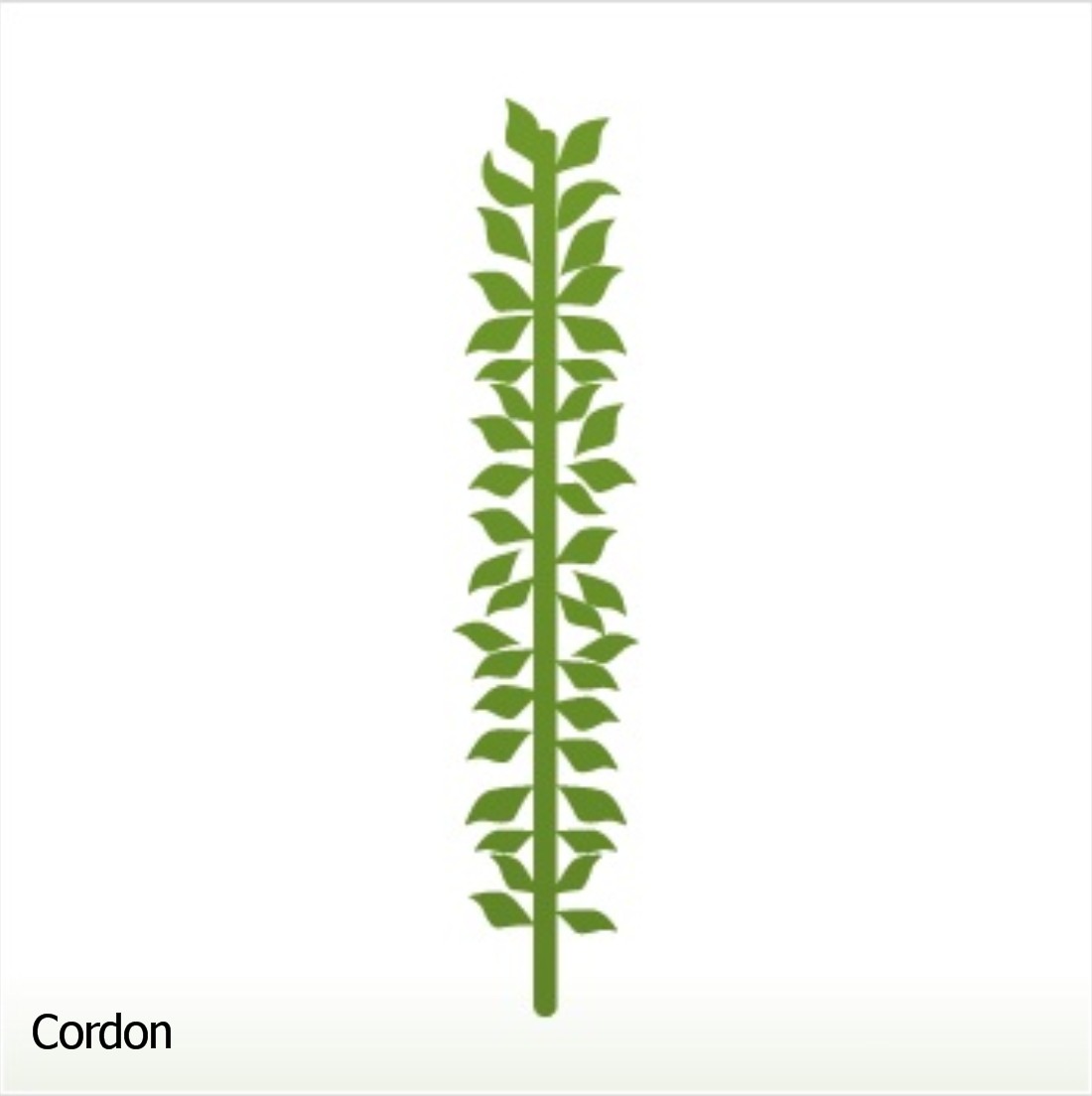 Ornamental Tree Nurseries: August 2010