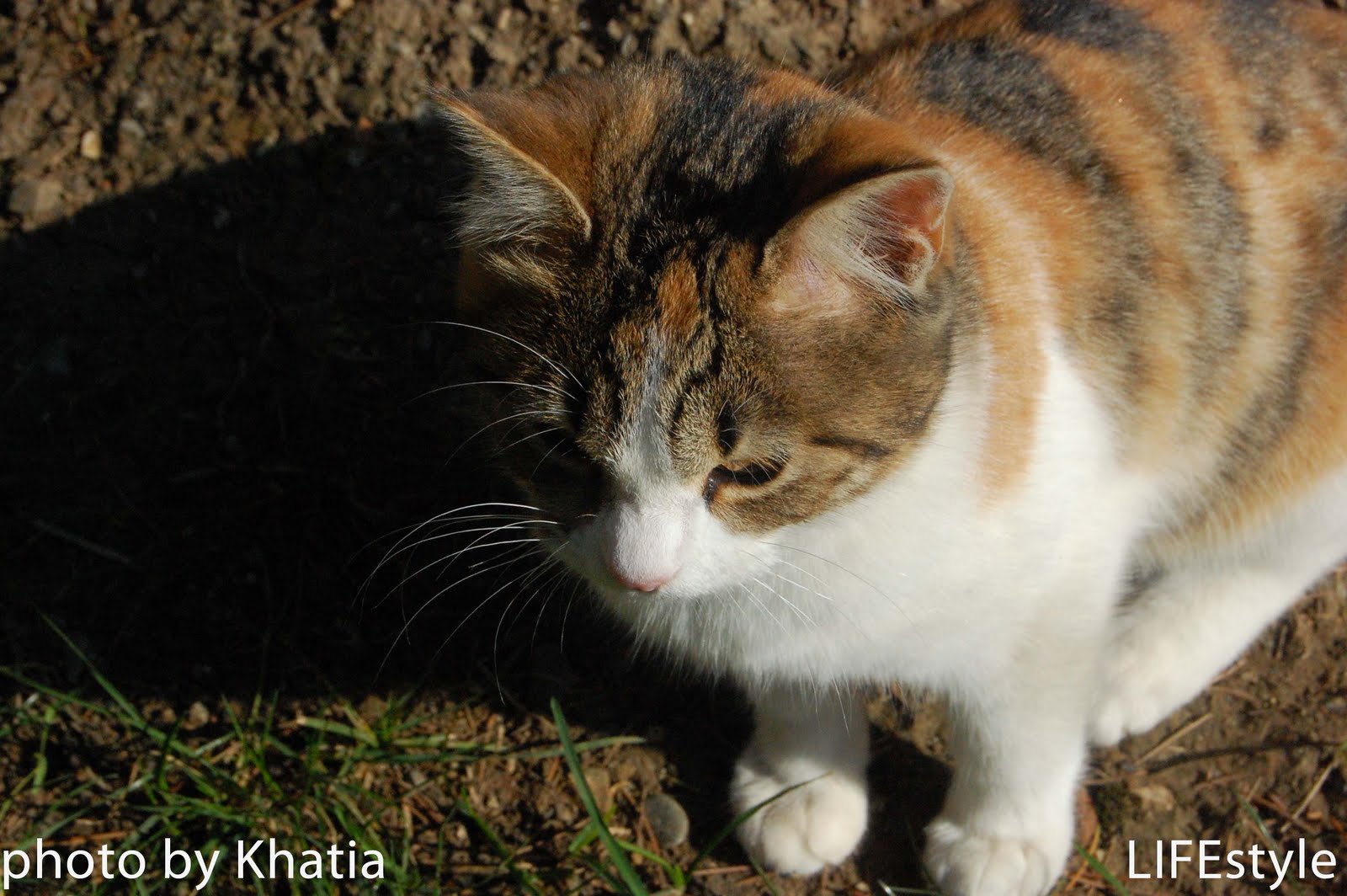 კატა ~ LIFEstyle