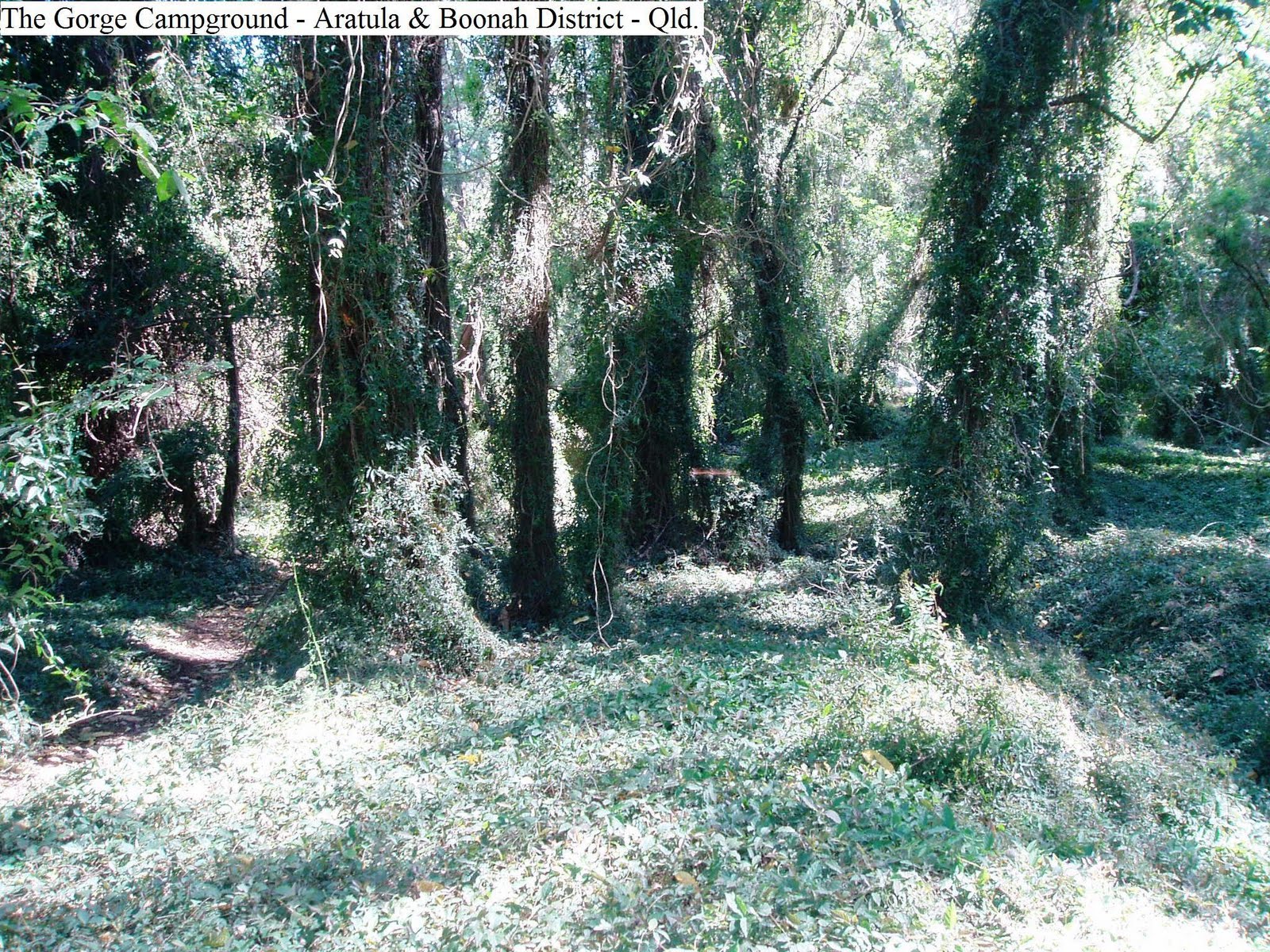 Nannapop Queensland Return to Main Site: 16th November 2008 - The Gorge ...