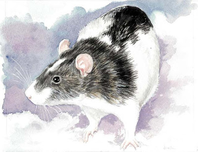 The Art of The Illustrated Rat: Some rat portraits.