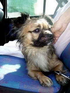 NOBLE GALGO: TIMI, rescatado de una casa donde lo maltrataban.