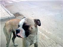 NOBLE GALGO: BOXER PURO USADO EN PELEAS, URGENTE