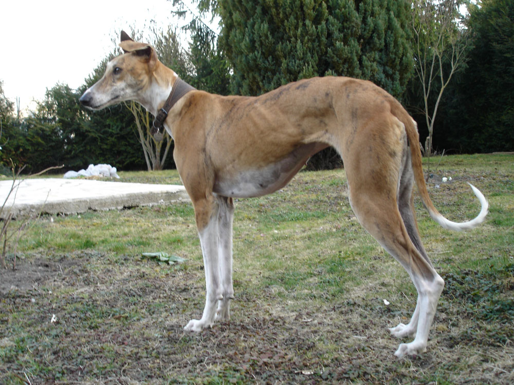 PERROS Y GATOS EN ADOPCIÓN: ¿POR QUÉ ADOPTAR UN GALGO?