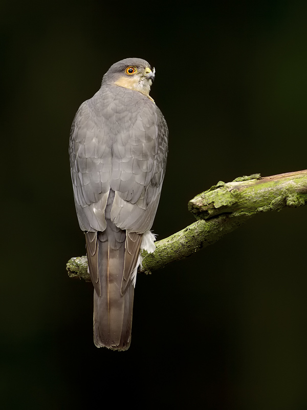 Dutch Nature Photography: Weerzien met de sperwer