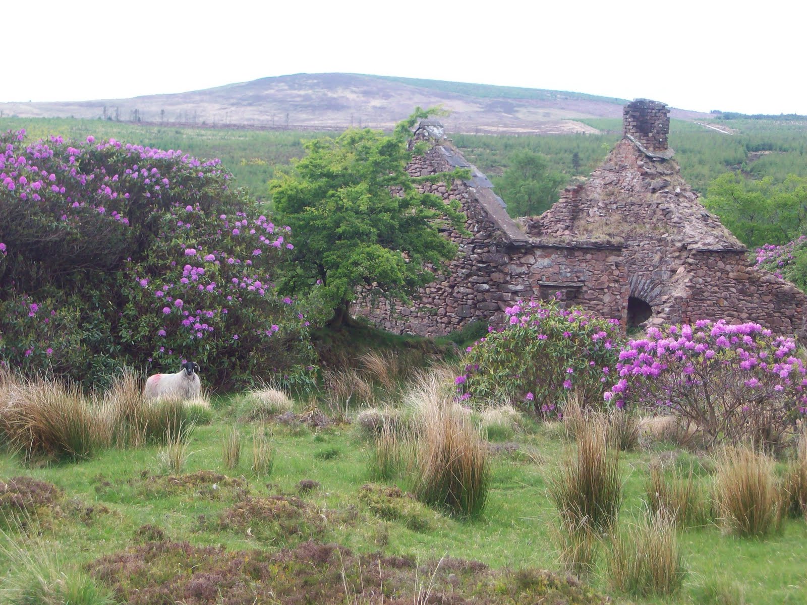 Life in Lismore: The Vee