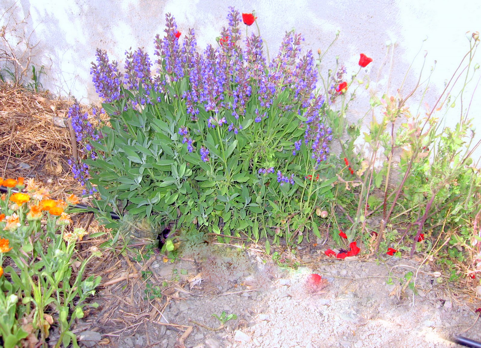 Cittaslow Botanik Park: ADA ÇAYI BİTKİSİ ( Salvia )