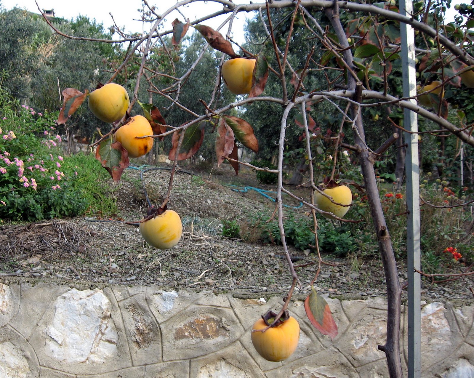 Cittaslow Botanik Park: TRABZON HURMASI / CENNET ELMASI