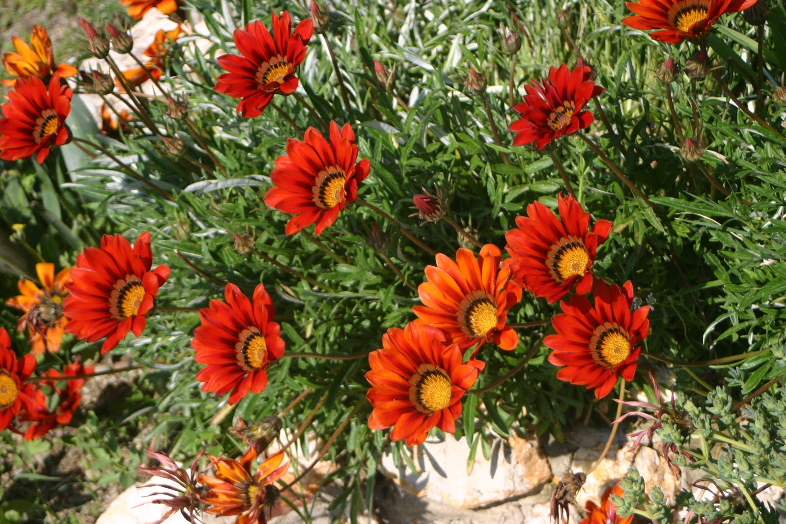 Cittaslow Botanik Park: BİTKİLER VE ÇİÇEKLERİ ( 2 )