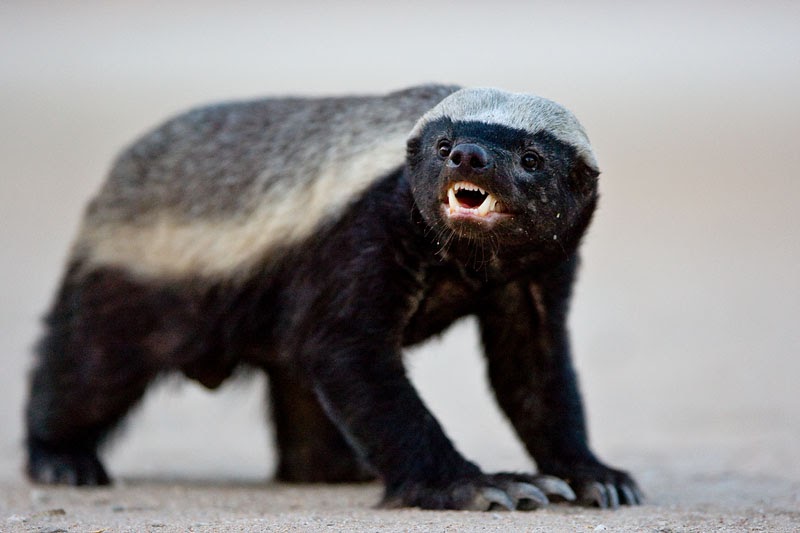 The Game Lodge Index: Fun Facts about Honey Badgers!