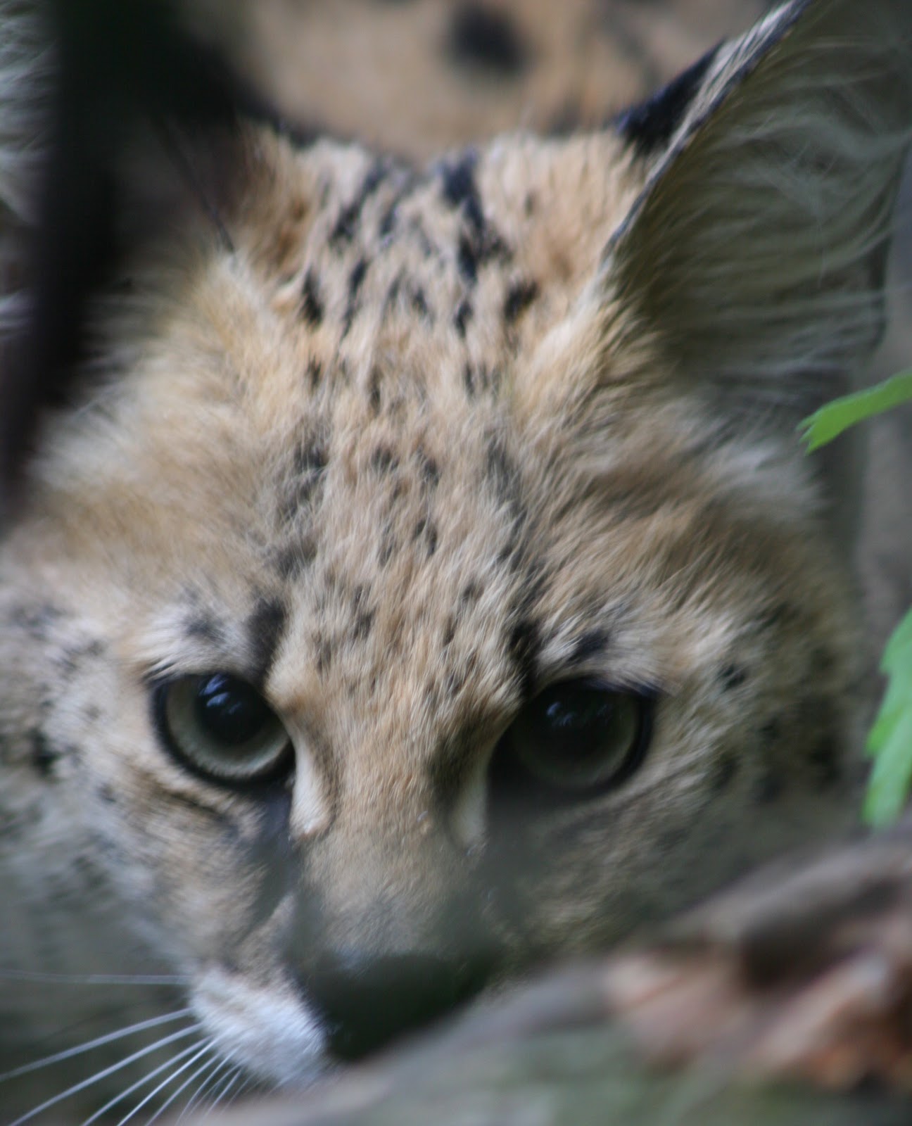 The Game Lodge Index: Fun Facts about Servals!