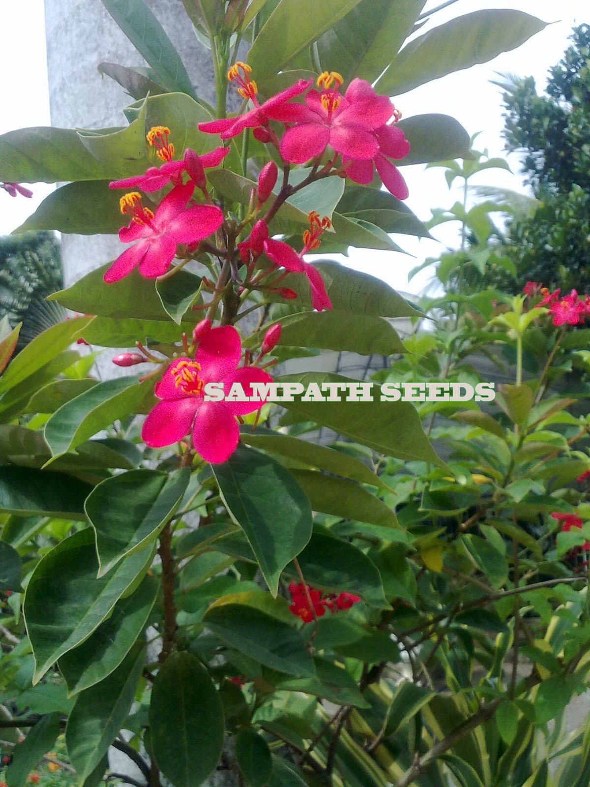 PLANTS DESCRIPTION: RED JATROPHA INTEGERRIMA