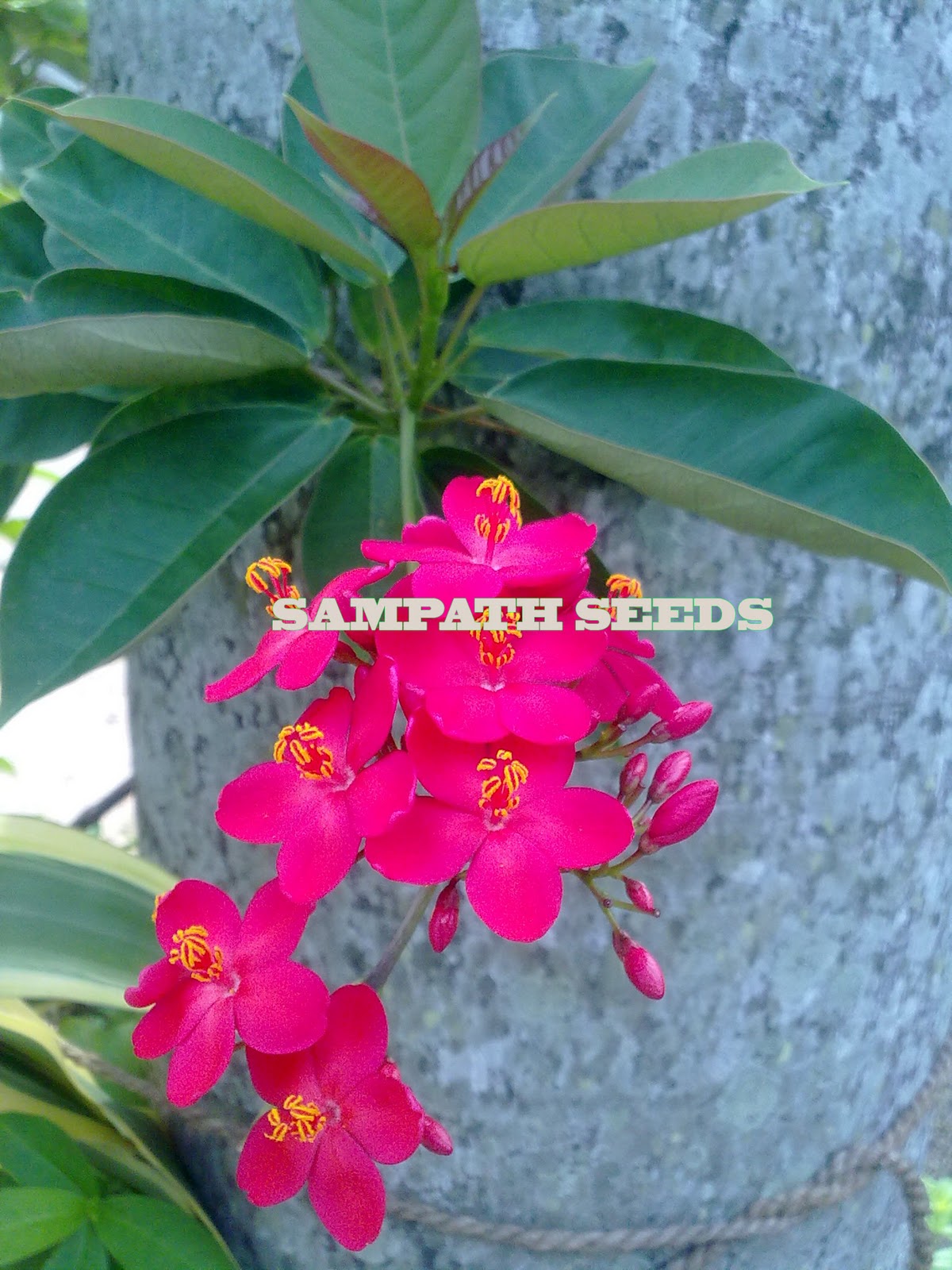 PLANTS DESCRIPTION: RED JATROPHA INTEGERRIMA