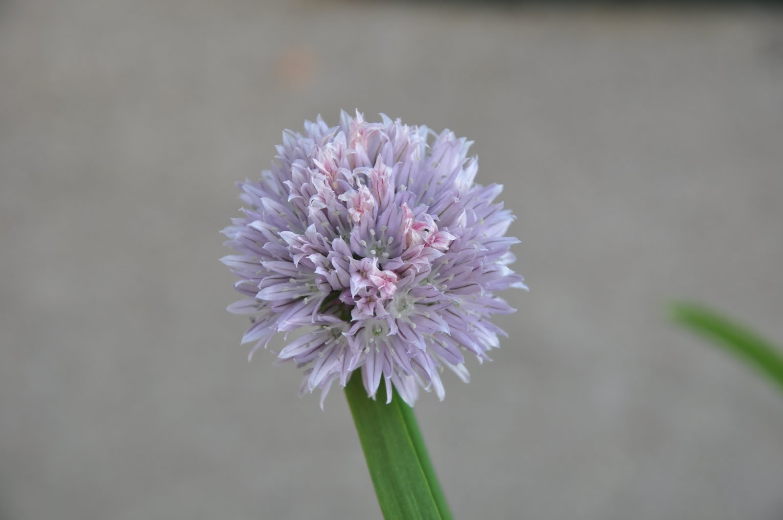 Dijea's Photo Blog: Day 172: Chive Flower - Unedited