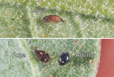 Homo agricola: Stethorus